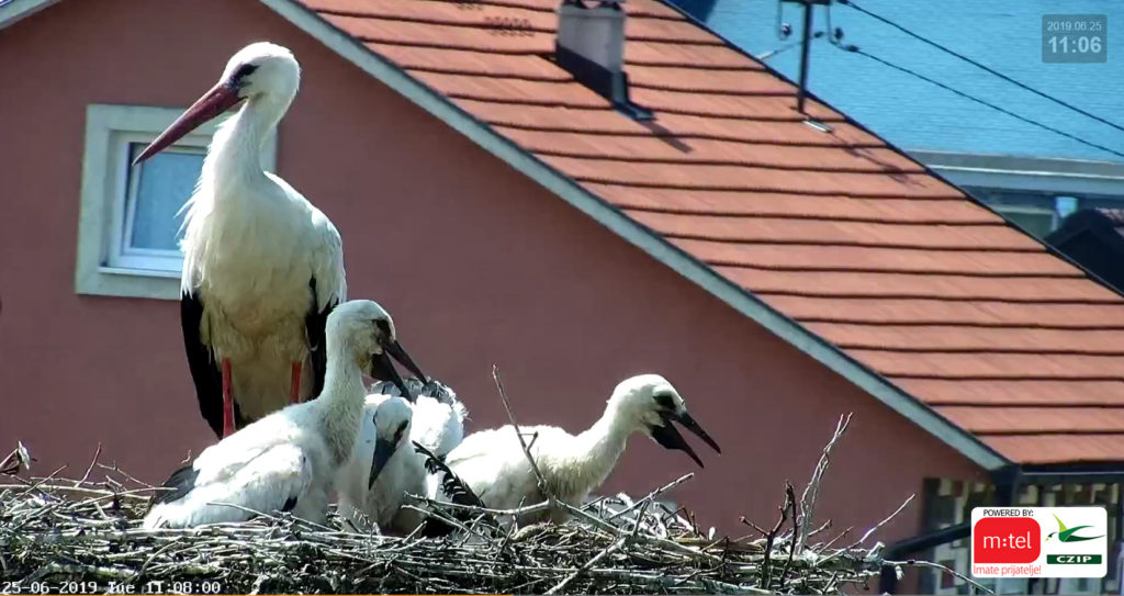 Perko and Perka: the bird celebrities who brought White Storks back to ...