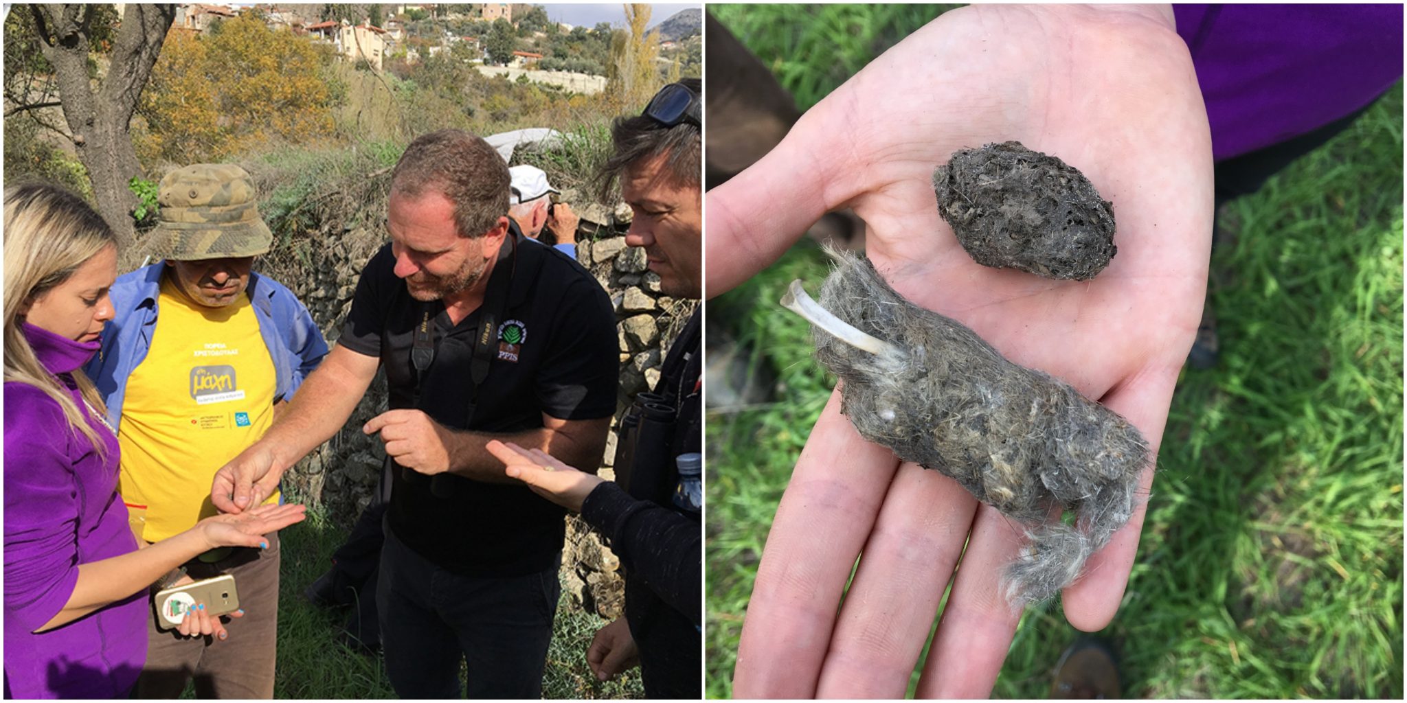 Barn Owls as a biological control for rodents in agriculture - BirdLife ...