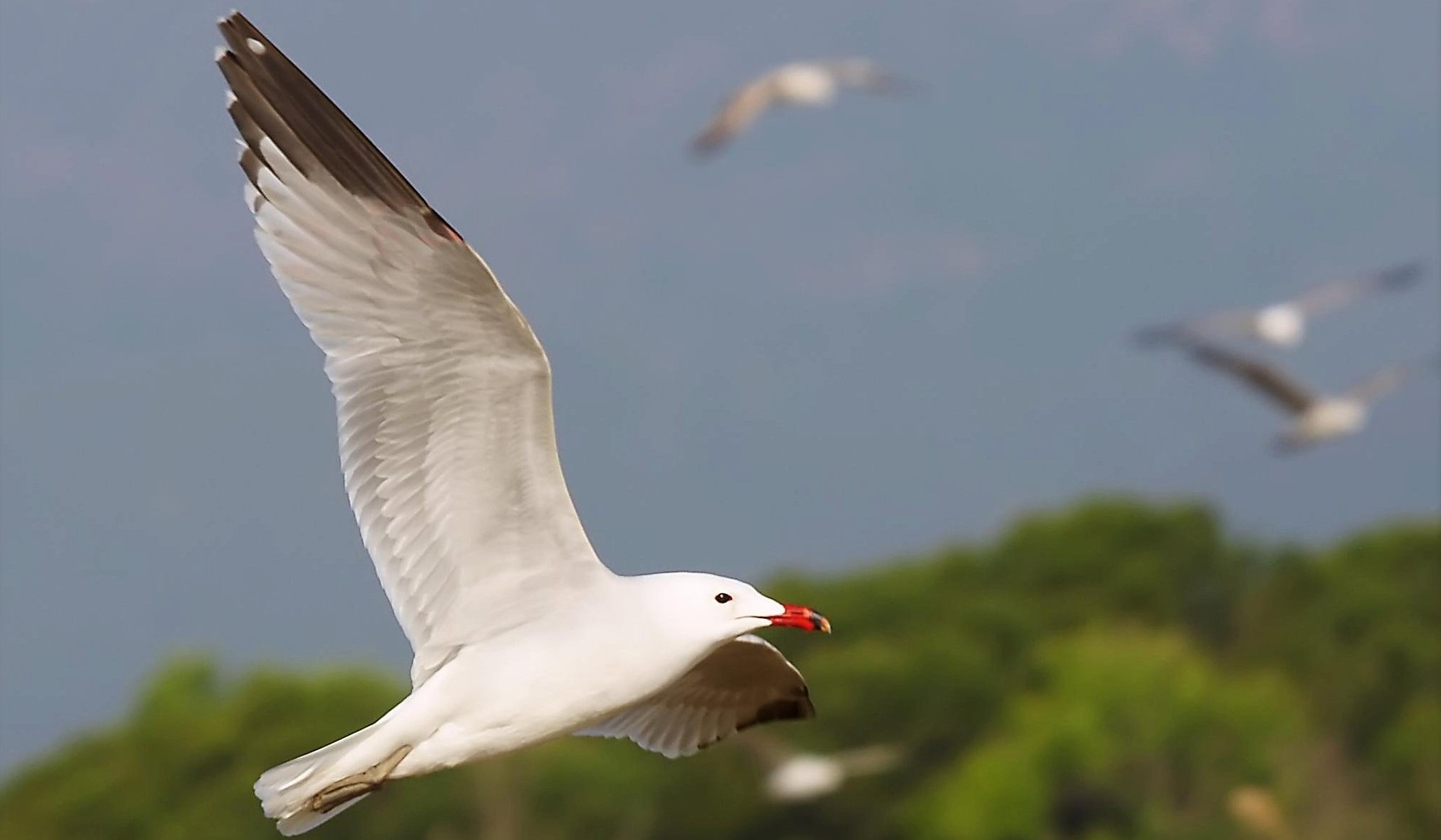 Keeping an eye on the Audouin’s Gulls of Kleides Islets - BirdLife Cyprus