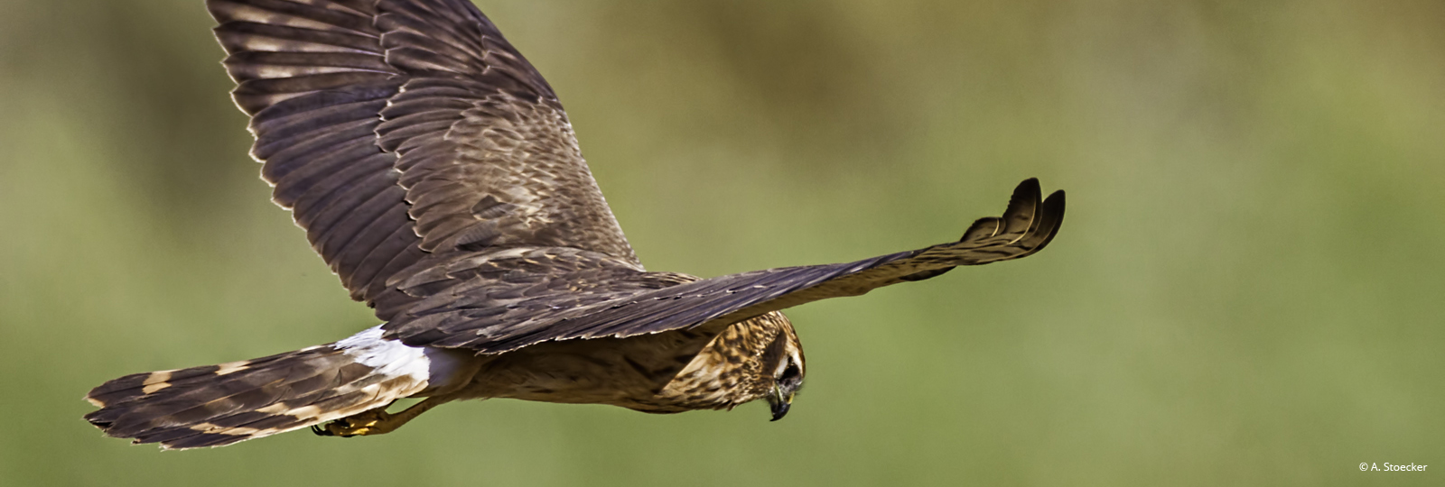 Raptor Migration counts - BirdLife Cyprus
