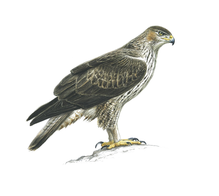 Birds A-Z - BirdLife Cyprus