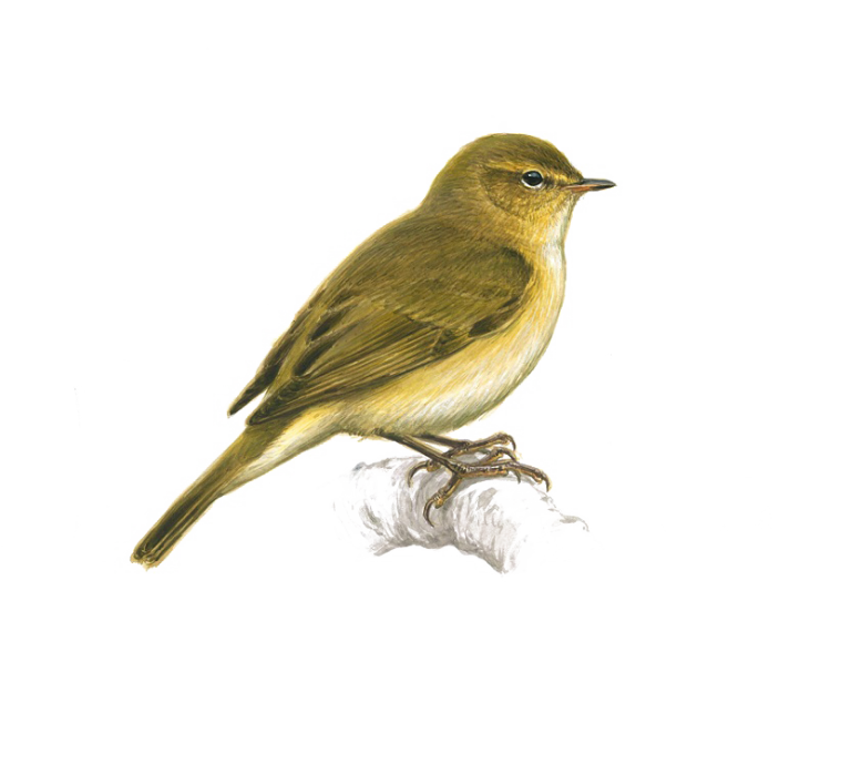 Birds A-Z - BirdLife Cyprus