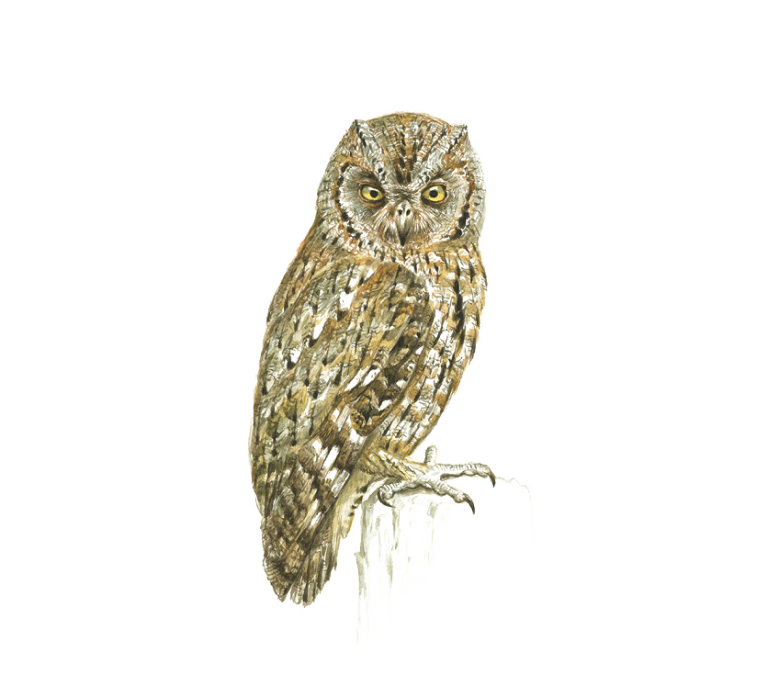 Birds A-Z - BirdLife Cyprus