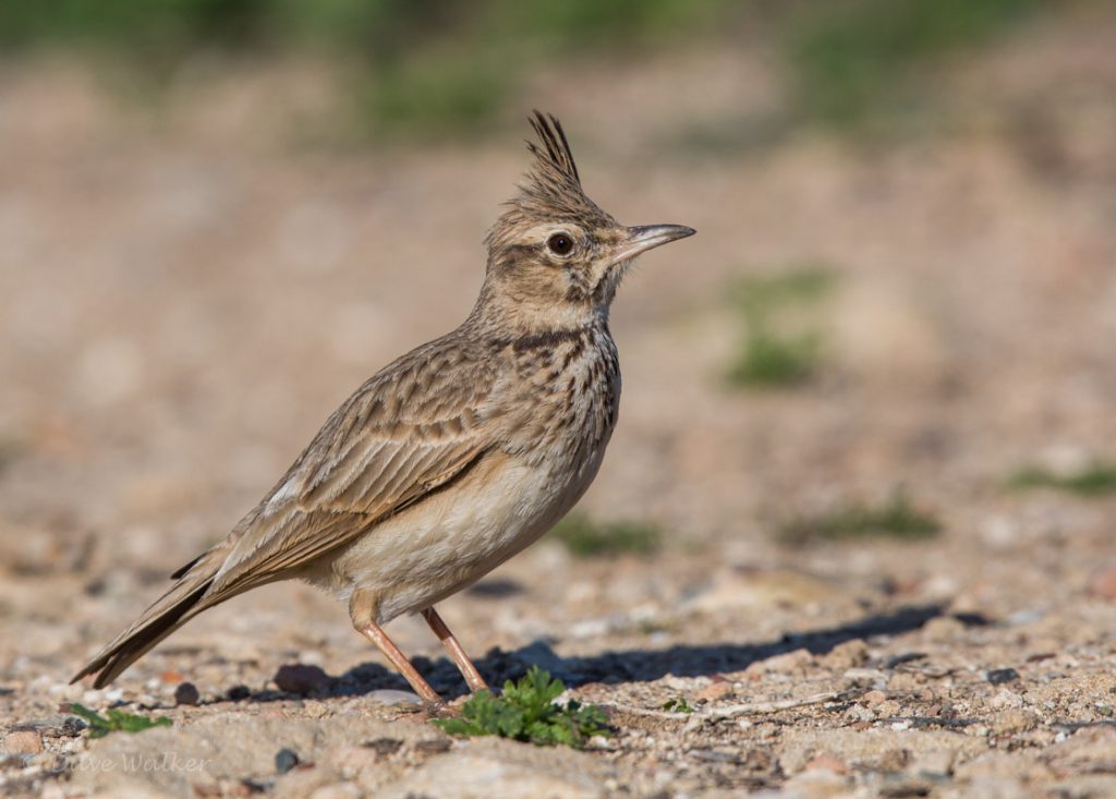 Crested Lark - BirdLife Cyprus