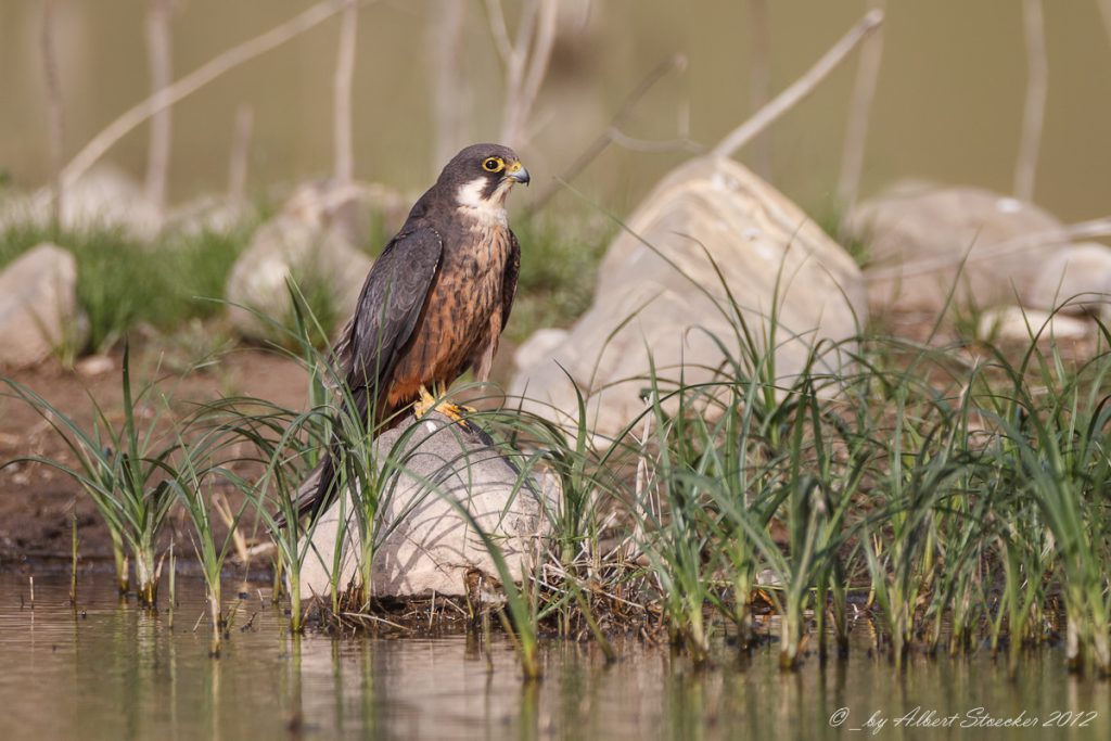 Eleonora's Falcon - BirdLife Cyprus