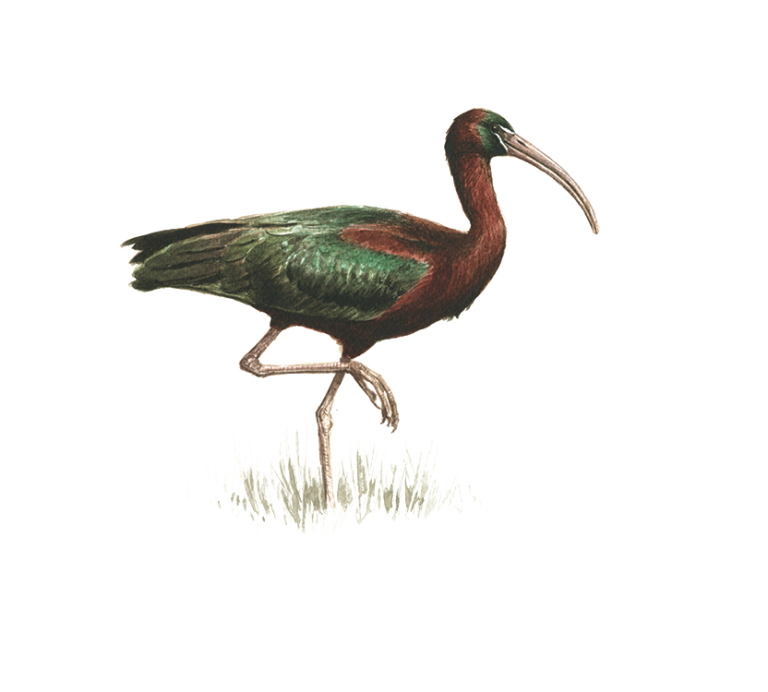 Birds A-Z - BirdLife Cyprus