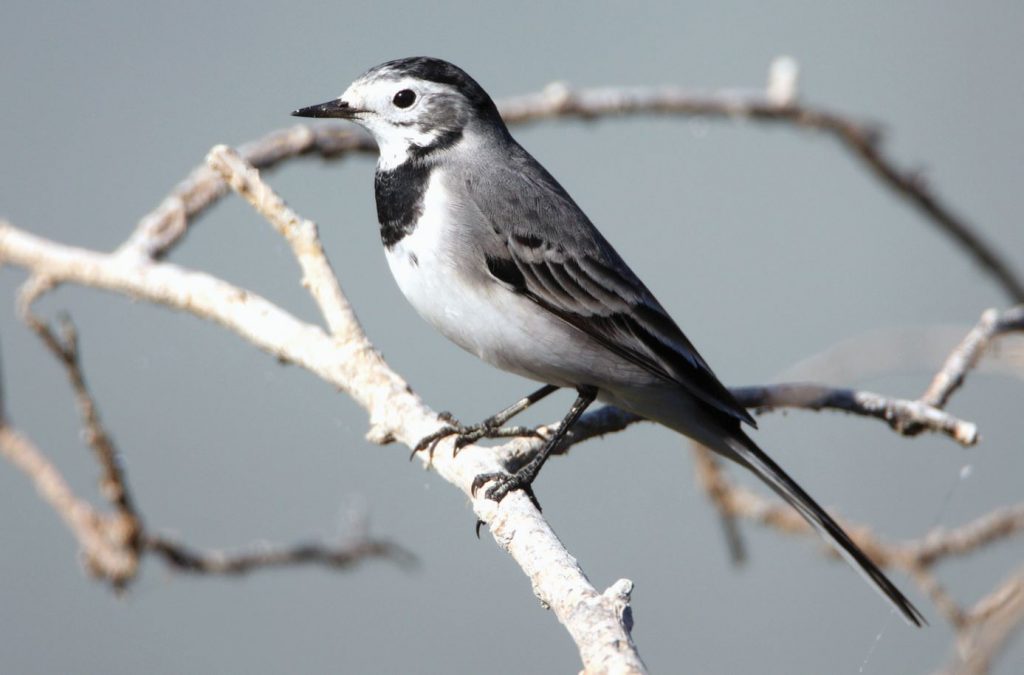 White Wagtail - BirdLife Cyprus