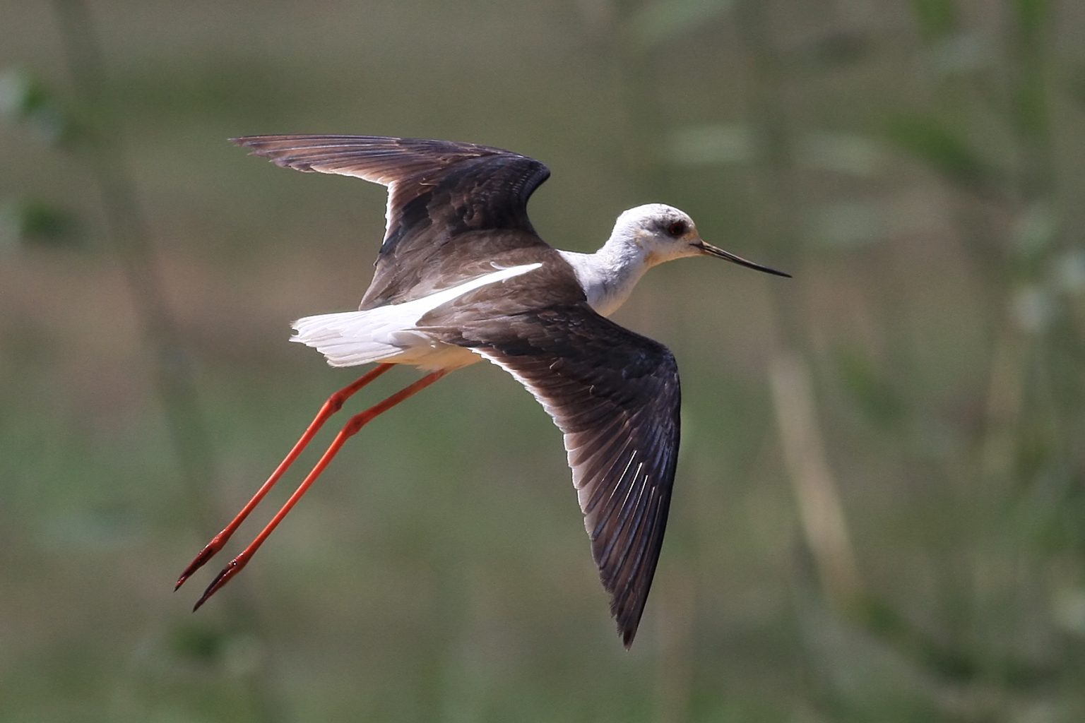 Black-winged Stilt - BirdLife Cyprus