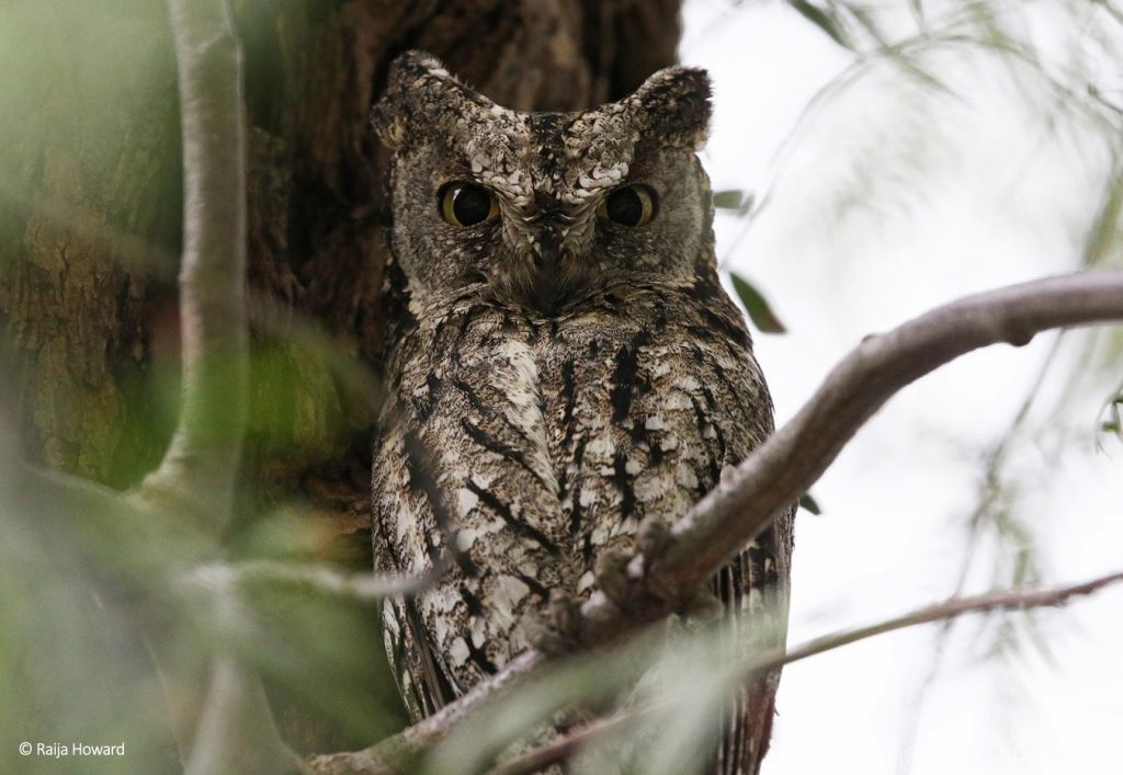 Cyprus Scops Owl - BirdLife Cyprus