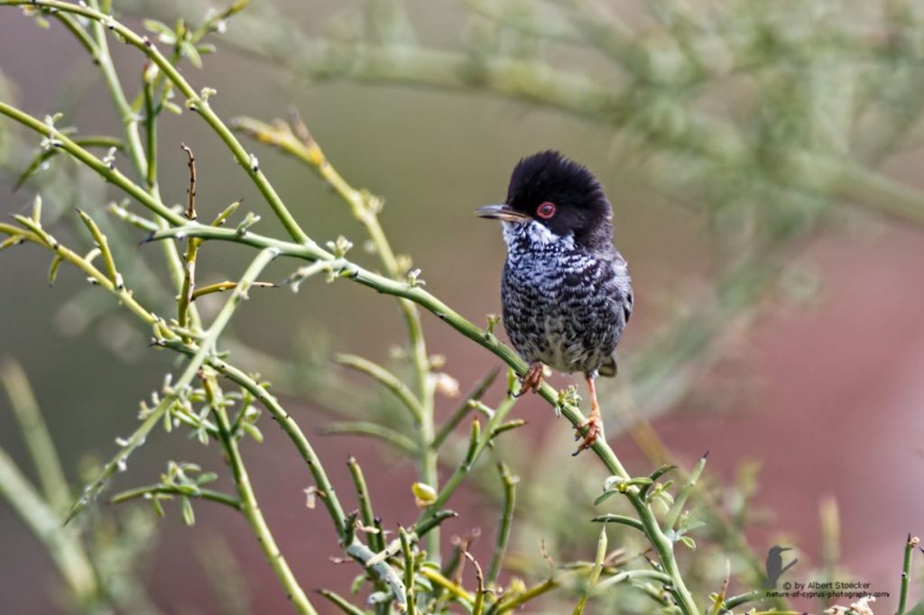 Cyprus Warbler - BirdLife Cyprus