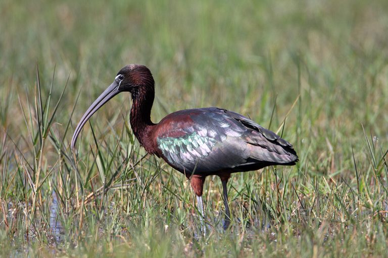 Glossy Ibis - BirdLife Cyprus
