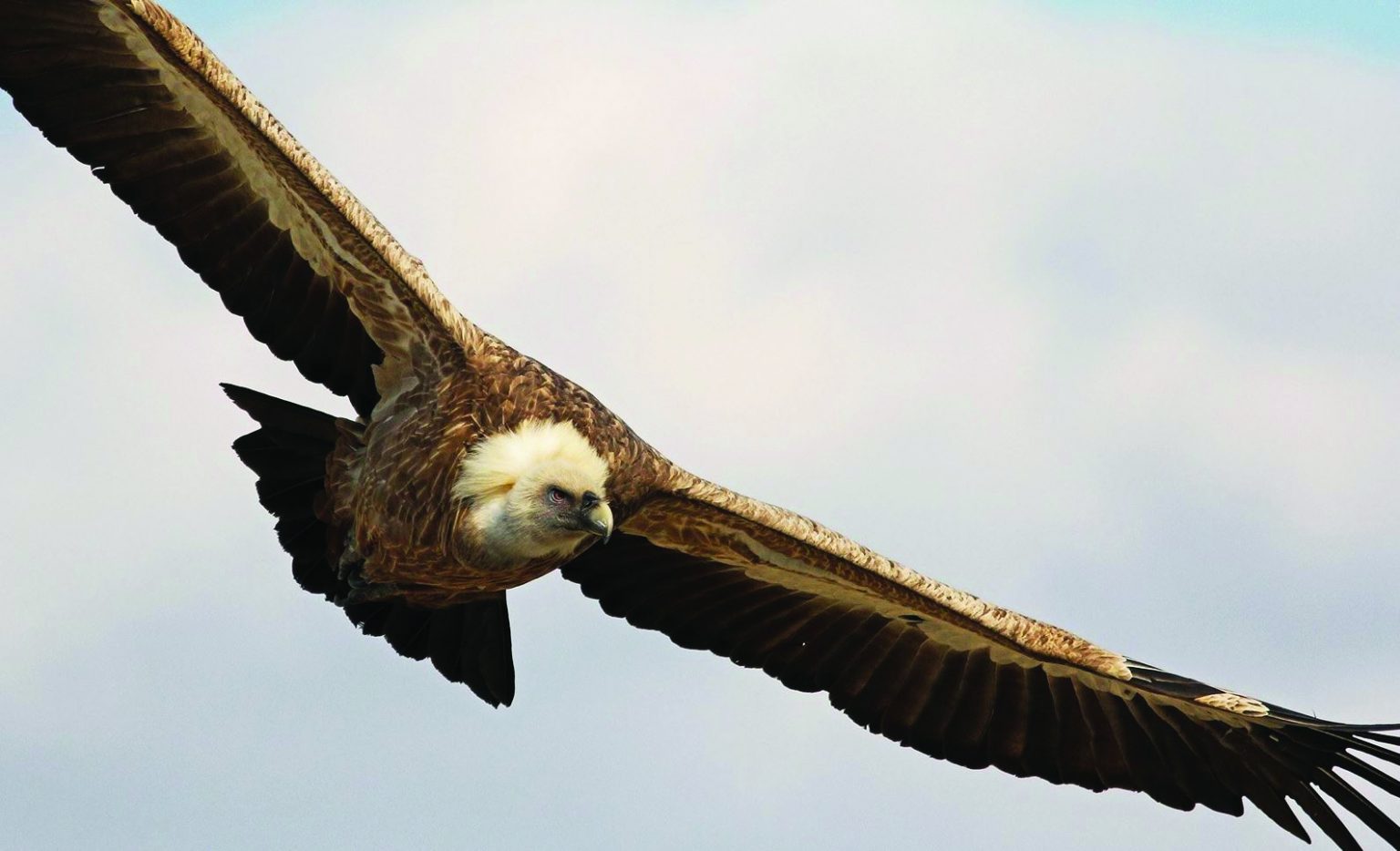 Griffon Vulture - BirdLife Cyprus