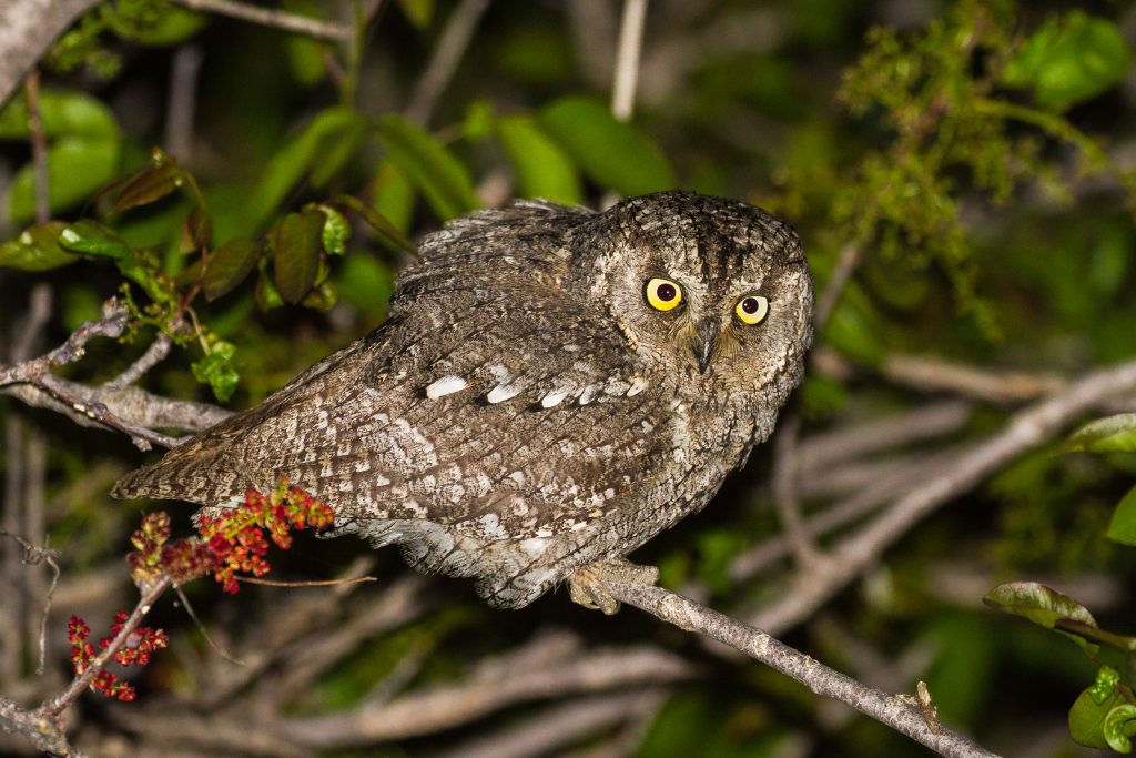 Cyprus Scops Owl - BirdLife Cyprus