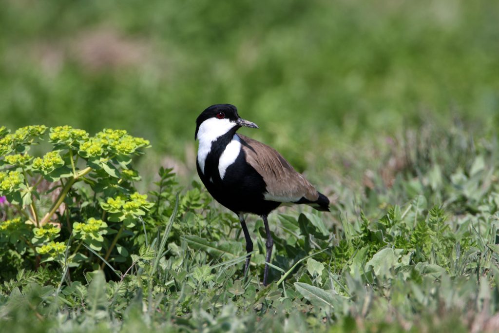 Spur-winged Lapwing - BirdLife Cyprus