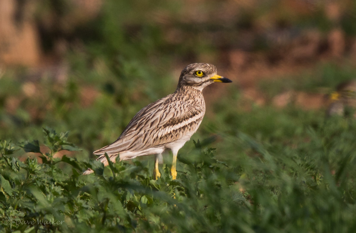 Stone Curlew - BirdLife Cyprus