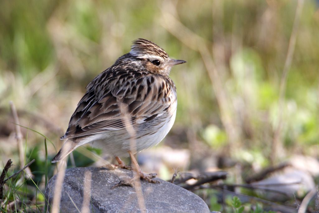 Woodlark - BirdLife Cyprus