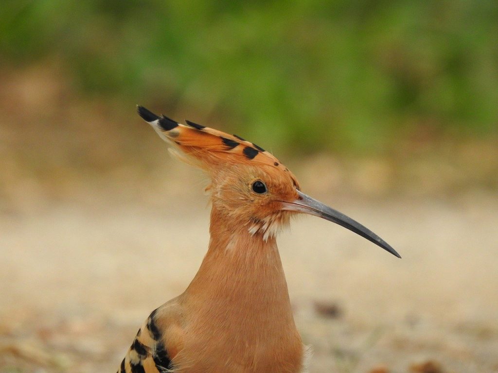 Hoopoe - BirdLife Cyprus