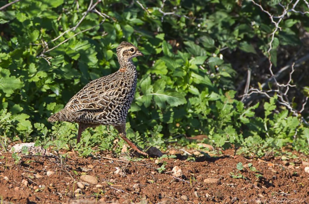 Black Francolin - BirdLife Cyprus
