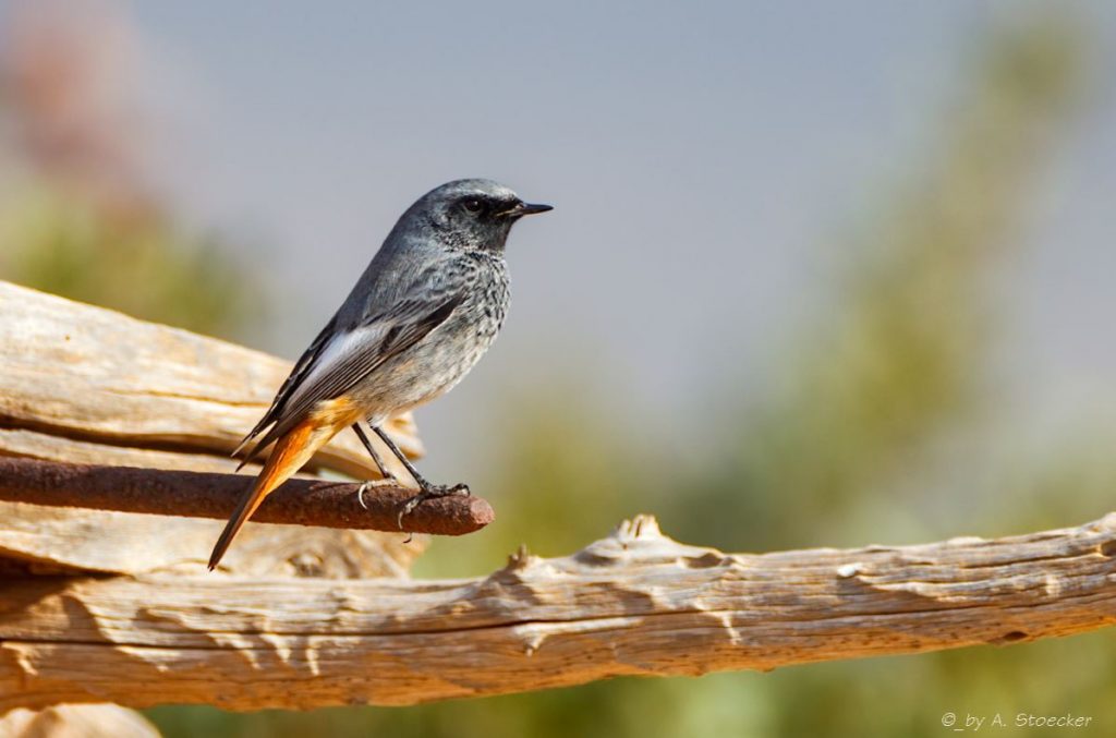 Black Redstart - BirdLife Cyprus