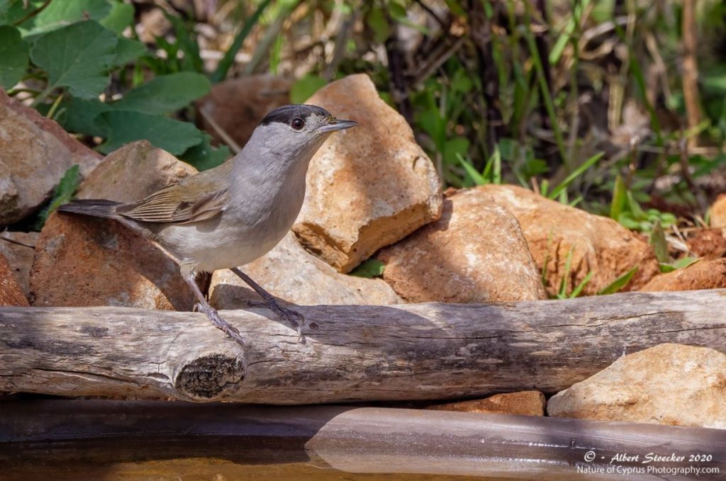 Blackcap - BirdLife Cyprus