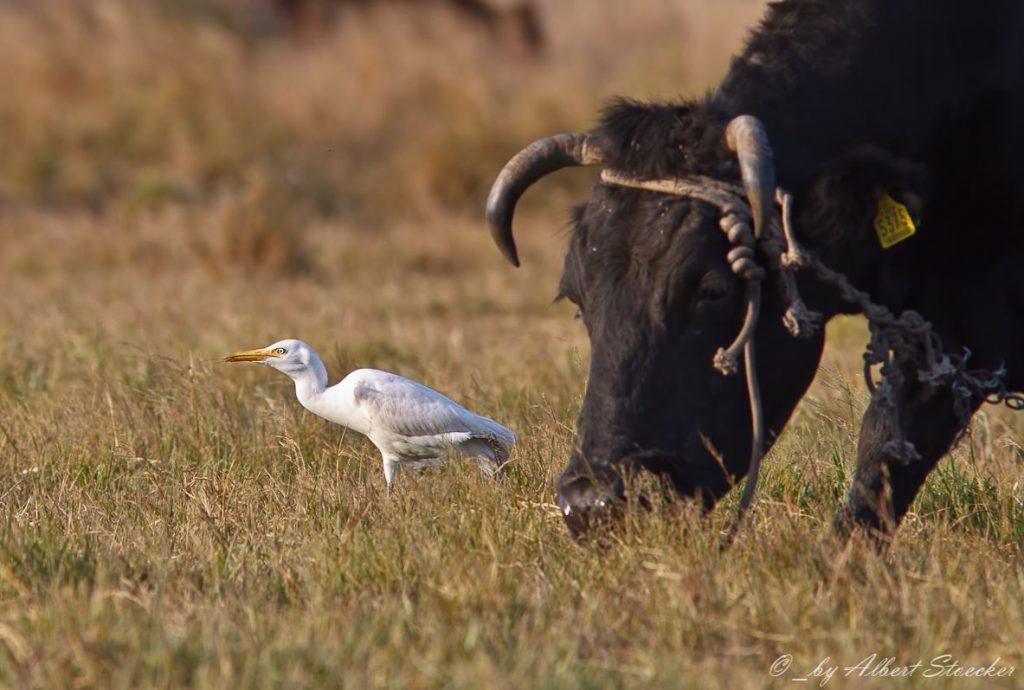 Cattle Egret - BirdLife Cyprus