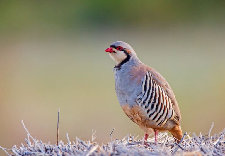 Chukar Partridge - BirdLife Cyprus