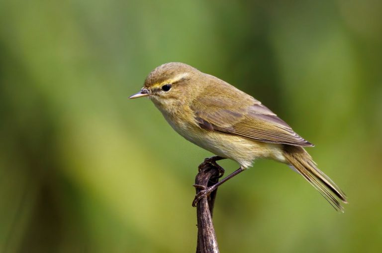 Common Chiffchaff - BirdLife Cyprus