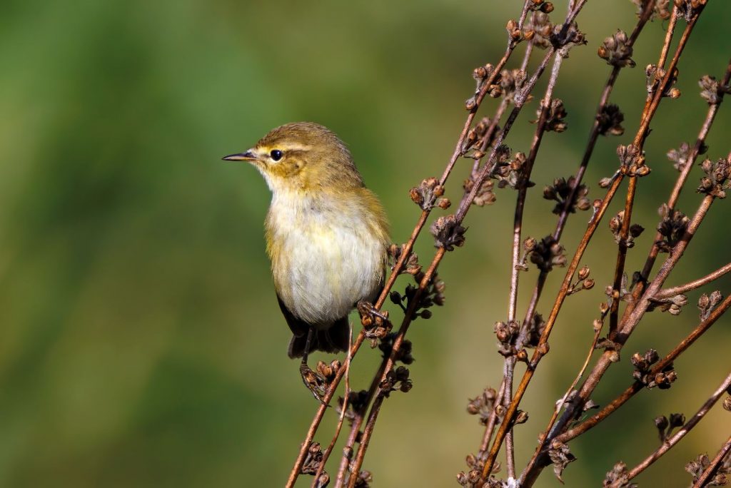 Common Chiffchaff - BirdLife Cyprus