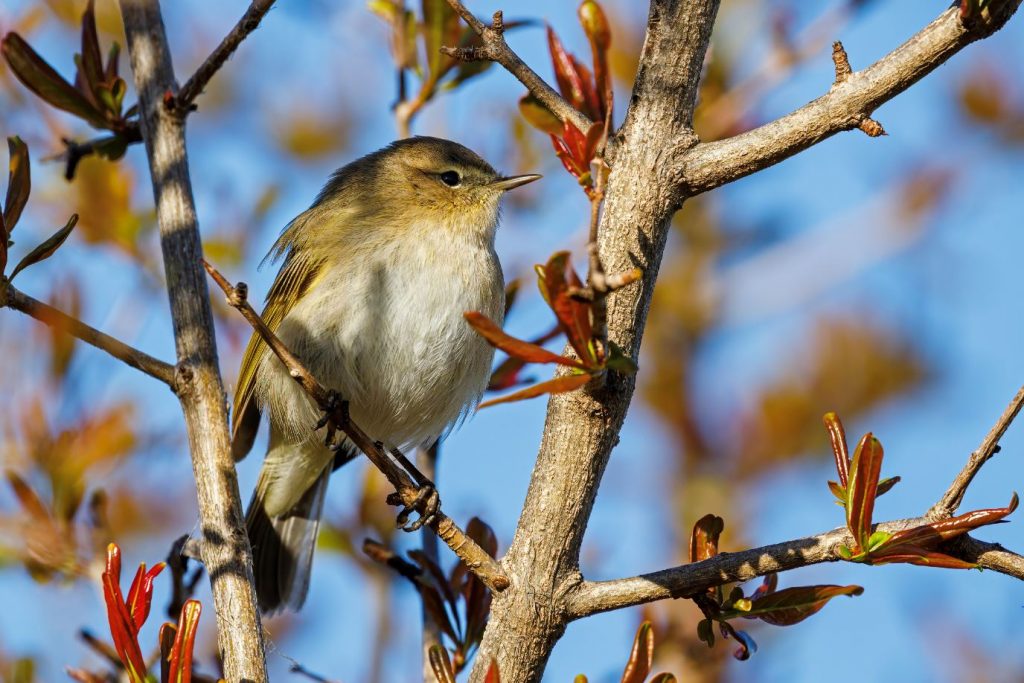 Common Chiffchaff - BirdLife Cyprus