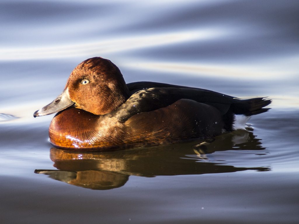 Ferruginous Duck - BirdLife Cyprus