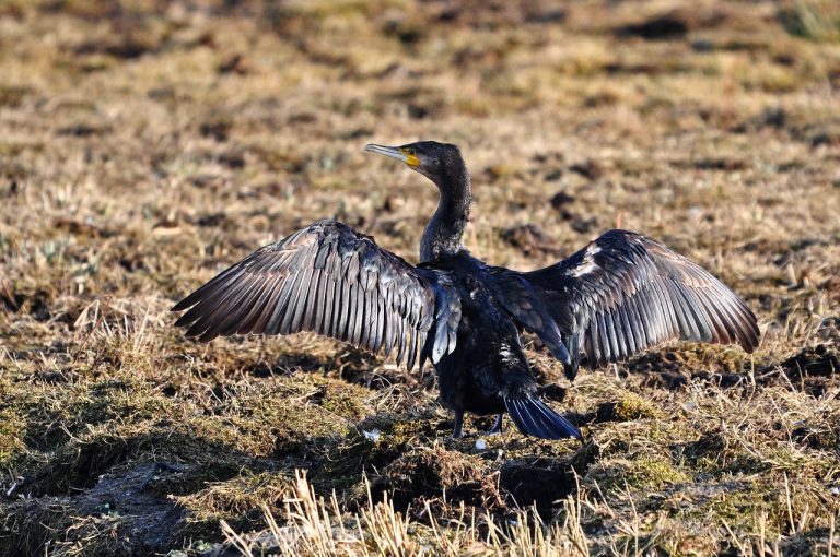 Great Cormorant - BirdLife Cyprus