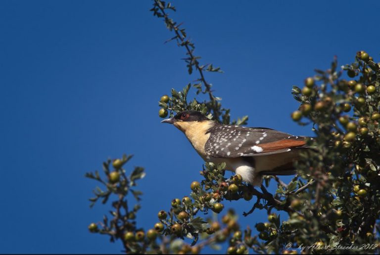 Great Spotted Cuckoo - BirdLife Cyprus