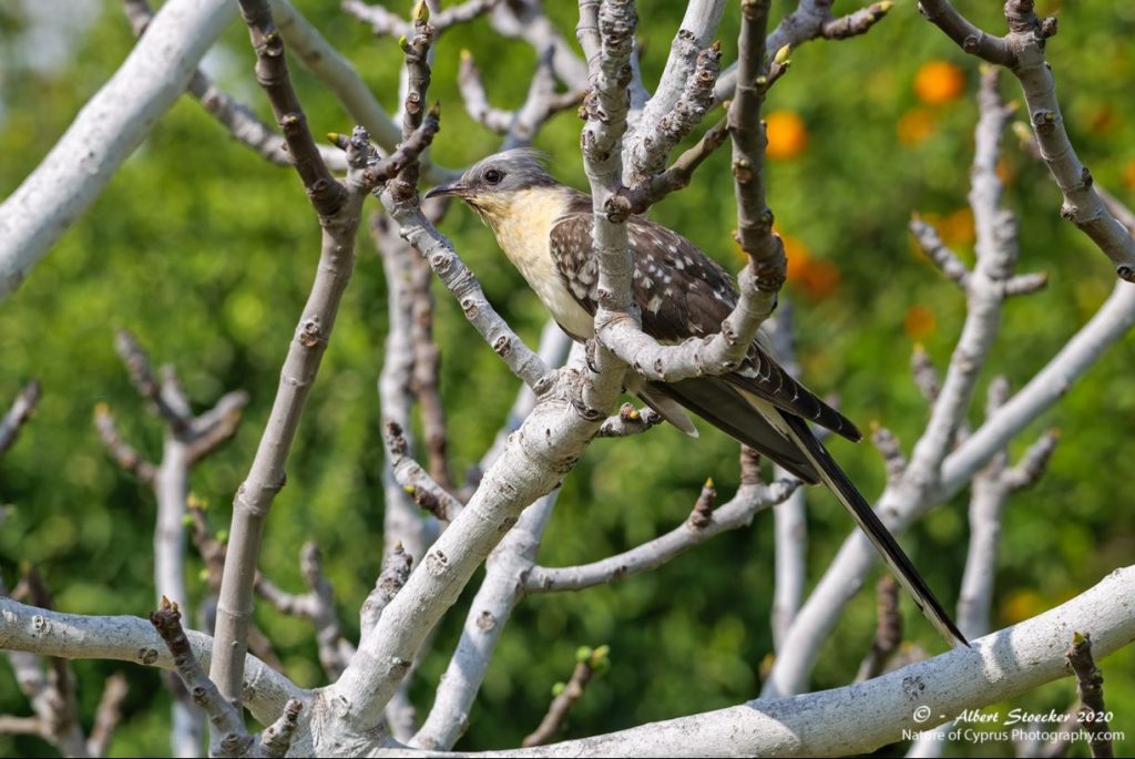 Great Spotted Cuckoo - BirdLife Cyprus