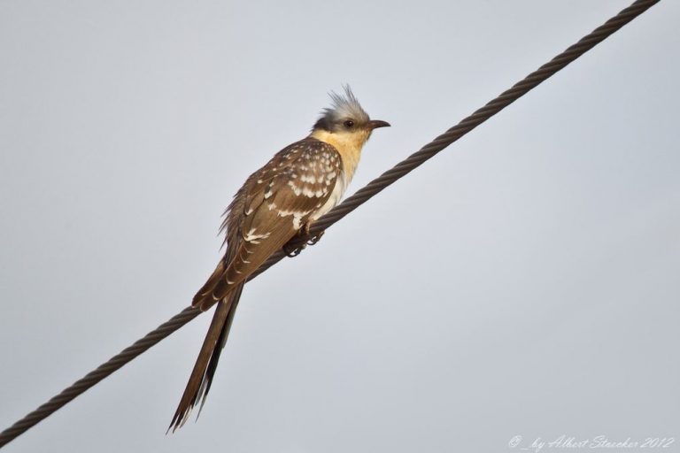 Great Spotted Cuckoo - BirdLife Cyprus