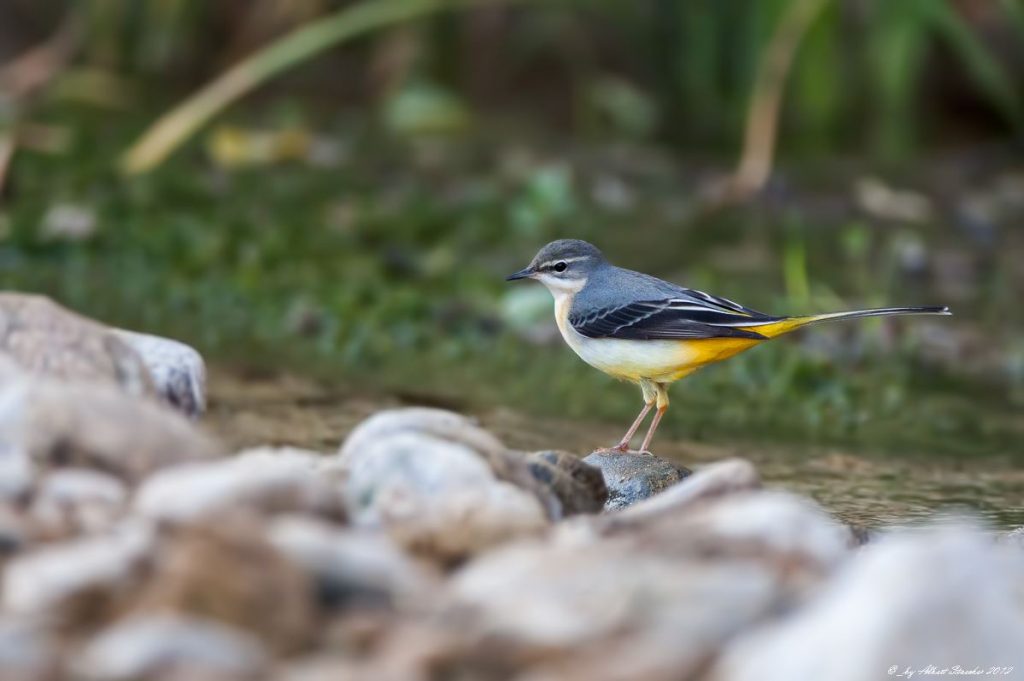 Grey Wagtail - BirdLife Cyprus