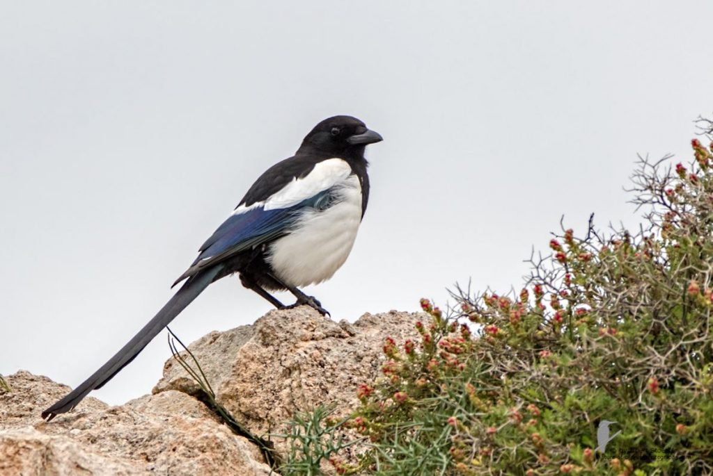 Eurasian Magpie - BirdLife Cyprus