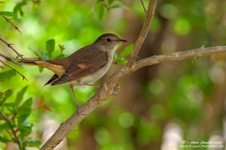 Common Nightingale - BirdLife Cyprus