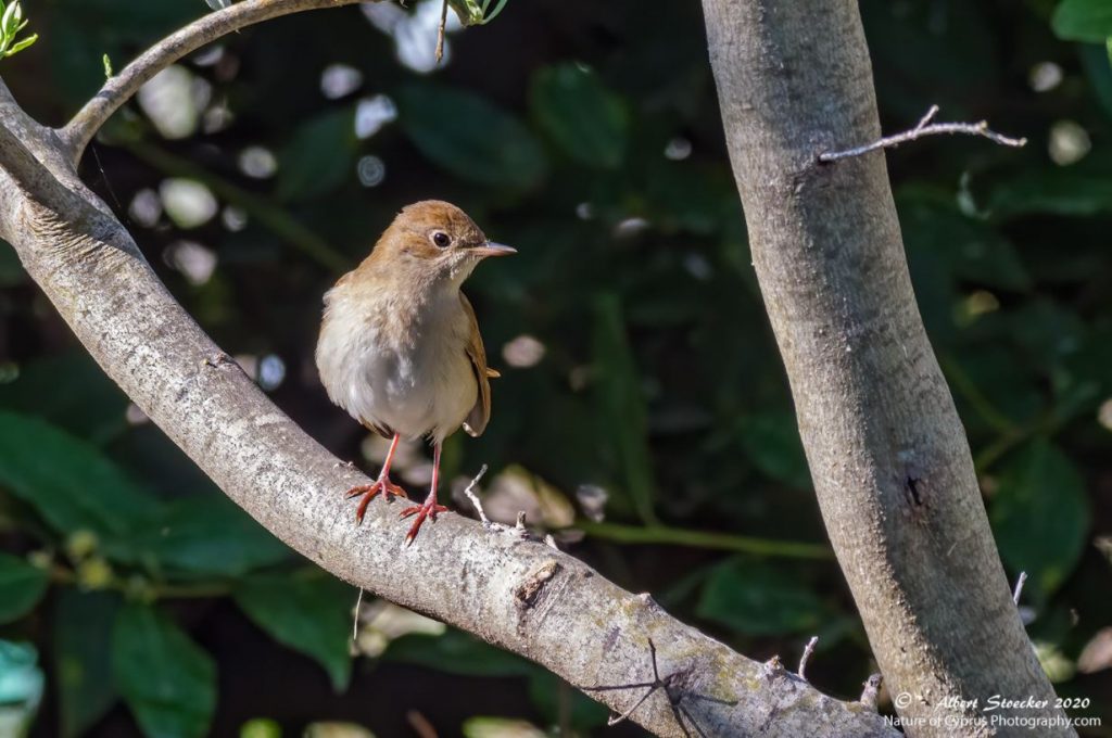 Common Nightingale - BirdLife Cyprus