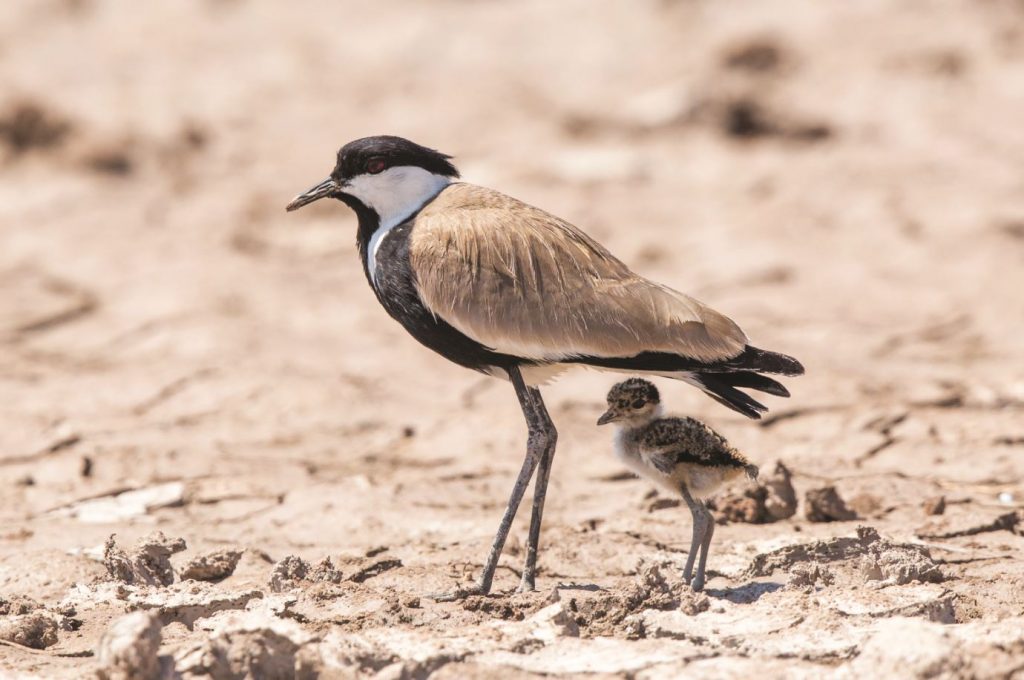 Spur-winged Lapwing - BirdLife Cyprus