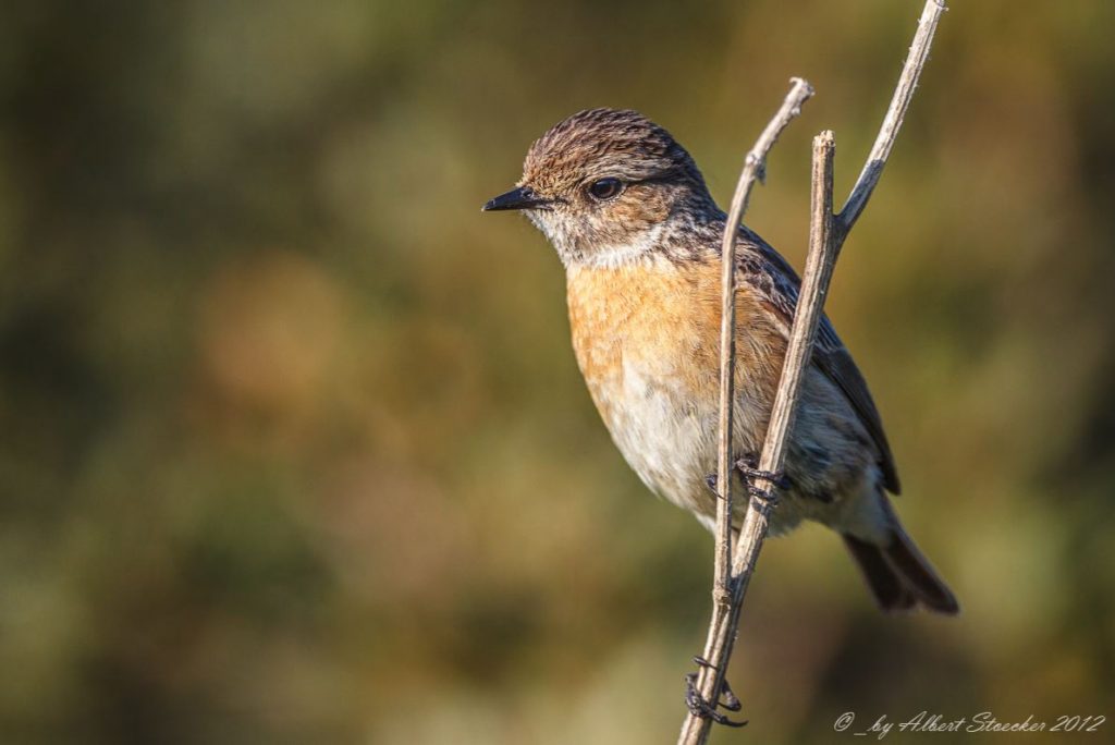 Common Stonechat - BirdLife Cyprus