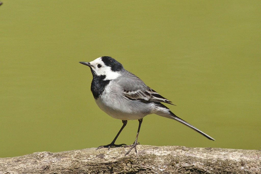 White Wagtail - BirdLife Cyprus