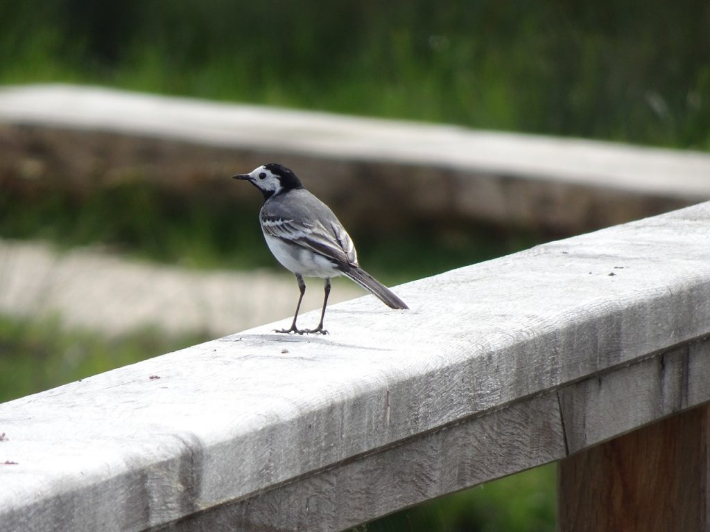 White Wagtail - BirdLife Cyprus