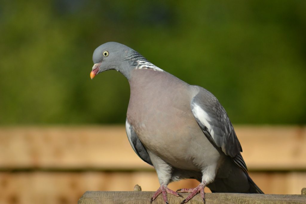Woodpigeon - BirdLife Cyprus