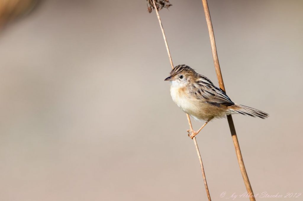 Zitting Cisticola - BirdLife Cyprus