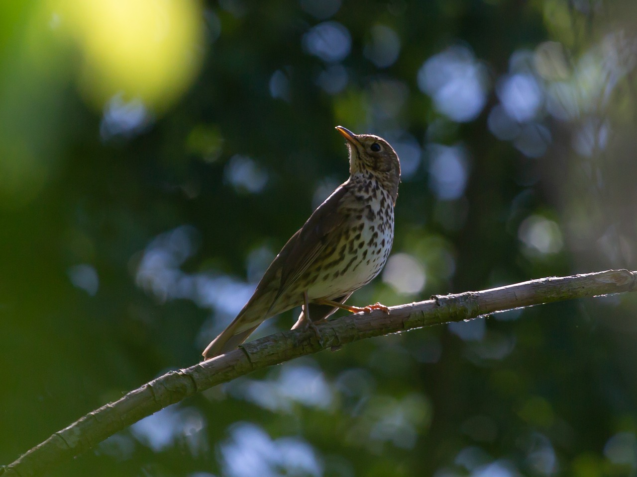 Report poaching - BirdLife Cyprus