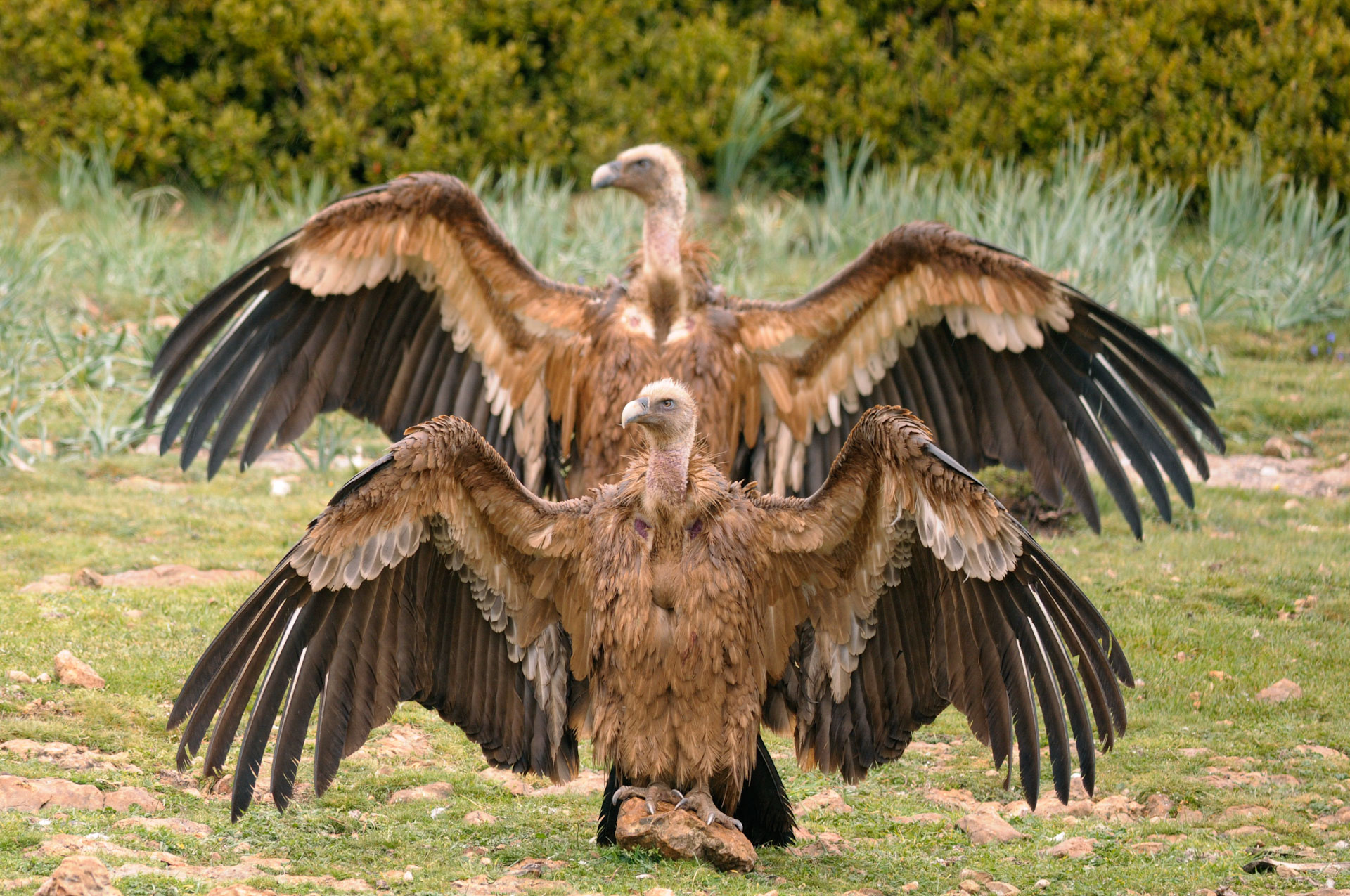 Griffon Vulture