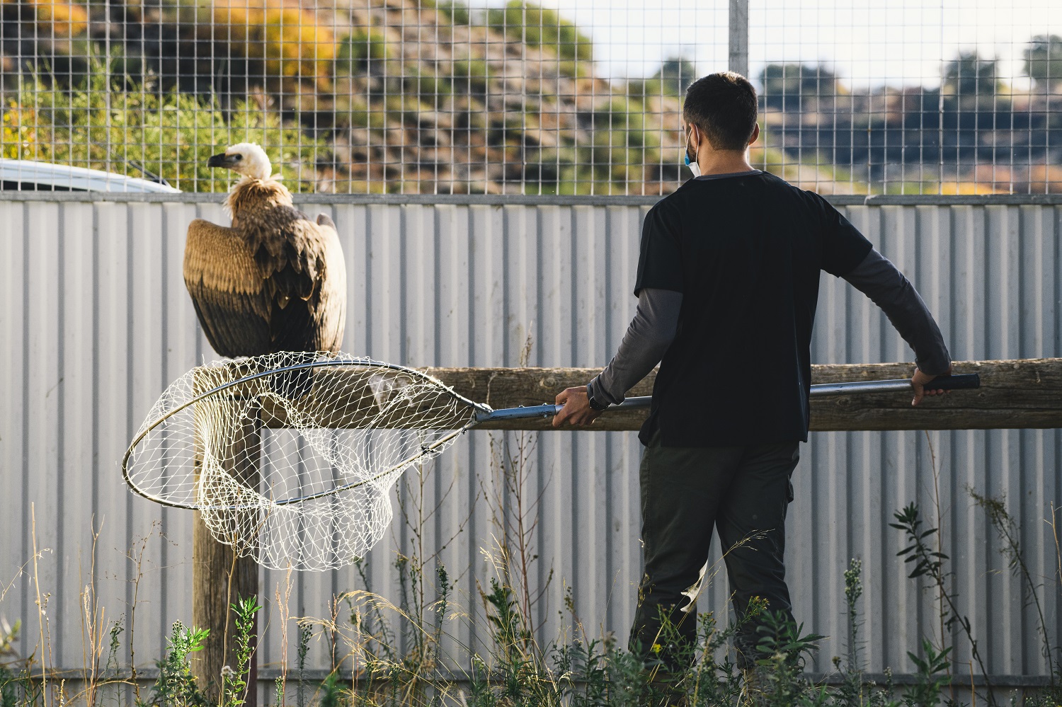 The story of a young Griffon Vulture named Kostis - BirdLife Cyprus