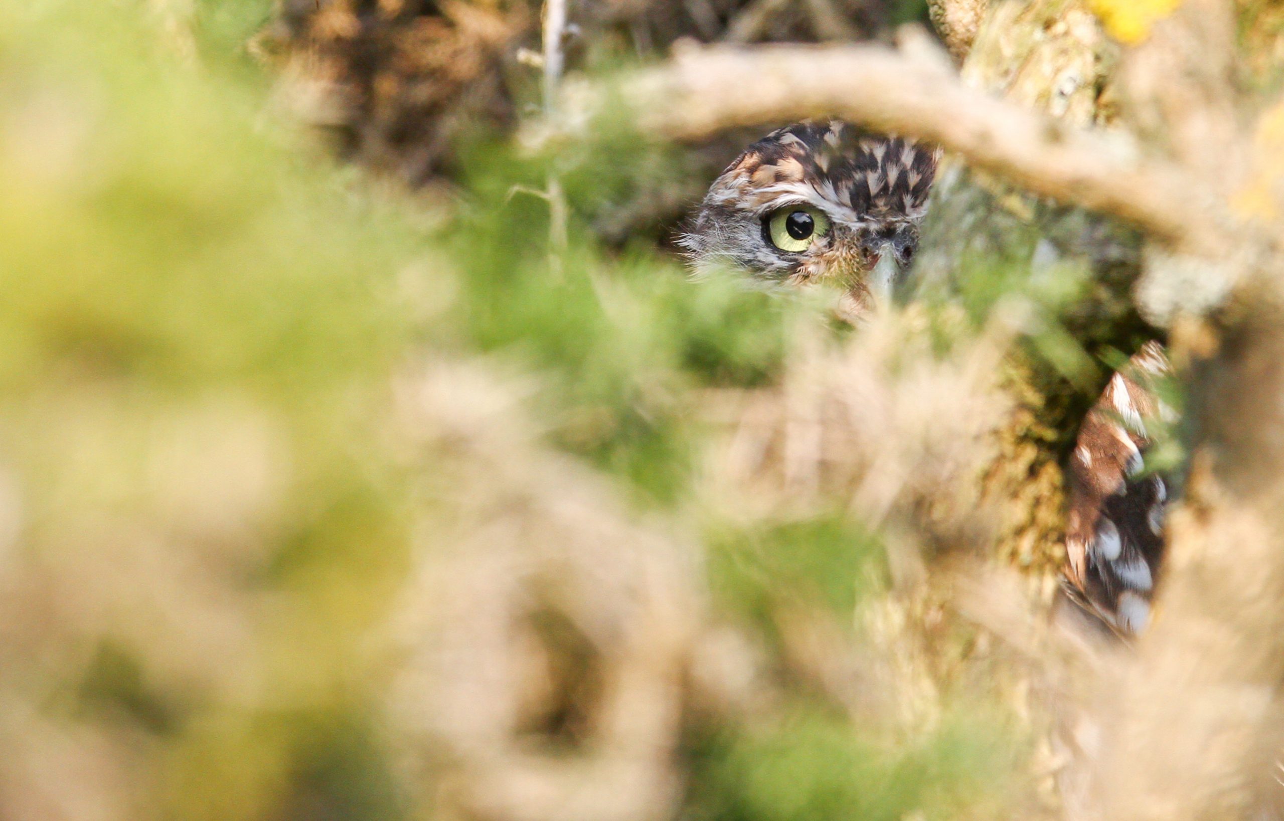 Birds A-Z - BirdLife Cyprus