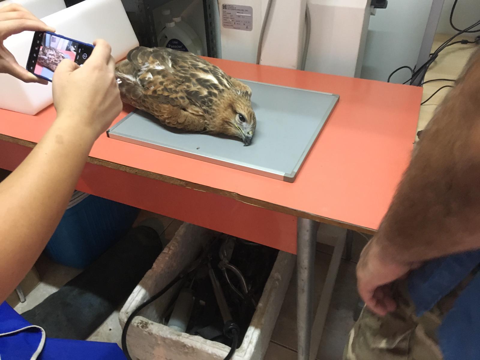 Iconic birds of prey fall victim to reckless shooting - BirdLife Cyprus