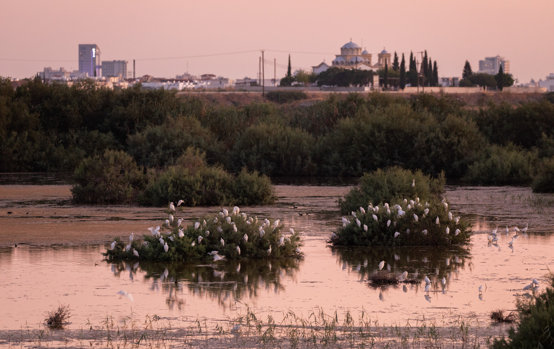 Almost 17,000 waterbirds wintering at the wetlands of Cyprus - BirdLife ...